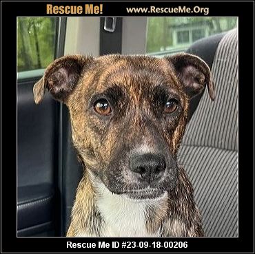 - Rhode Island Dog Rescue - ADOPTIONS - Rescue Me!