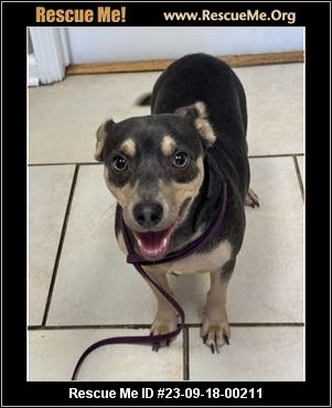 - Rhode Island Dog Rescue - ADOPTIONS - Rescue Me!