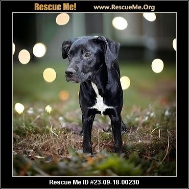 - Rhode Island Dog Rescue - ADOPTIONS - Rescue Me!