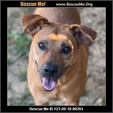 - Rhode Island Dog Rescue - ADOPTIONS - Rescue Me!