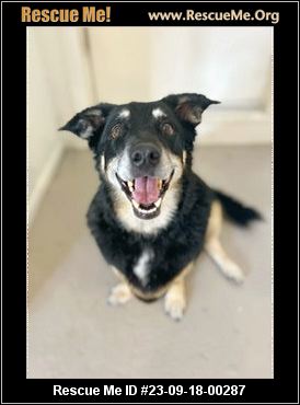 - Arizona Corgi Rescue - ADOPTIONS - Rescue Me!