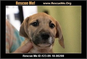 - Rhode Island Dog Rescue - ADOPTIONS - Rescue Me!