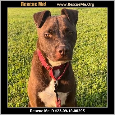 - Rhode Island Dog Rescue - ADOPTIONS - Rescue Me!