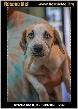 - Rhode Island Dog Rescue - ADOPTIONS - Rescue Me!