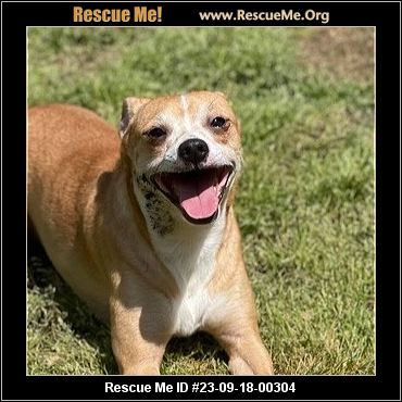 - Rhode Island Dog Rescue - ADOPTIONS - Rescue Me!
