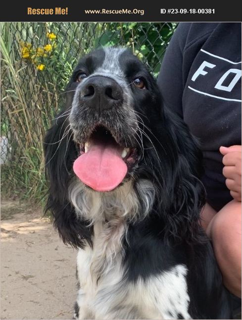 ADOPT 23091800381 ~ English Springer Spaniel Rescue ~ Traverse City, MI