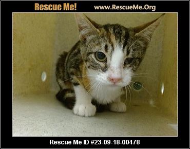 - California Cat Rescue - ADOPTIONS - Rescue Me!