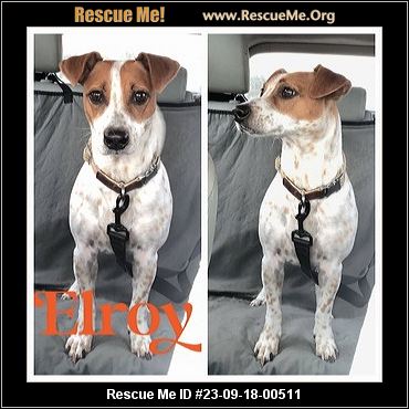 - Florida Jack Russell Rescue - ADOPTIONS - Rescue Me!