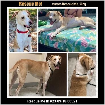 - Florida Boxer Rescue - ADOPTIONS - Rescue Me!