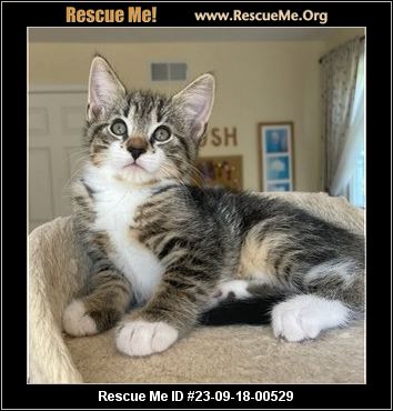 - Rhode Island Cat Rescue - ADOPTIONS - Rescue Me!