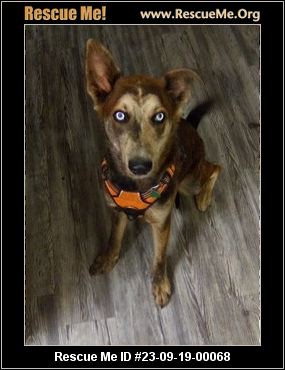 - Indiana Dog Rescue - ADOPTIONS - Rescue Me!