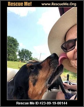 - Indiana Golden Retriever Rescue - ADOPTIONS - Rescue Me!