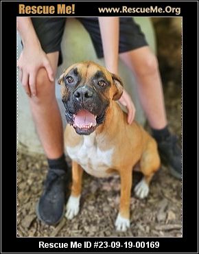 - Missouri Dog Rescue - ADOPTIONS - Rescue Me!