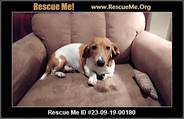 - Minnesota Dog Rescue - ADOPTIONS - Rescue Me!