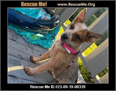 - Indiana Dog Rescue - ADOPTIONS - Rescue Me!