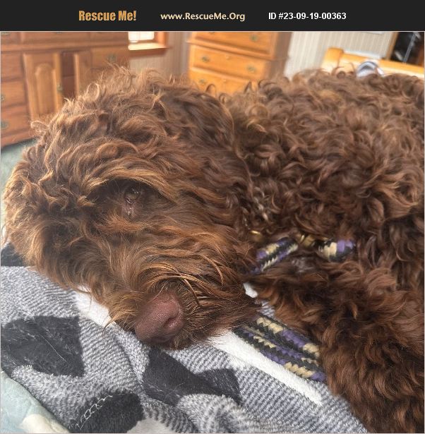 ADOPT 23091900363 ~ Portuguese Water Dog Rescue ~ Bucyrus, OH