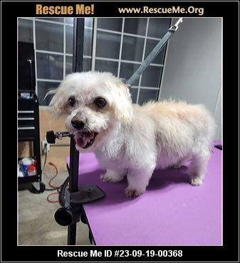 - California Maltese Rescue - ADOPTIONS - Rescue Me!