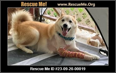 - Virginia Pomeranian Rescue - ADOPTIONS - Rescue Me!