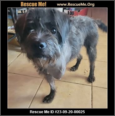 - Texas Schnauzer Rescue - ADOPTIONS - Rescue Me!