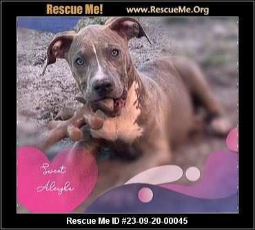 - Florida Pit Bull Rescue - ADOPTIONS - Rescue Me!