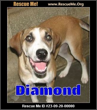 - Kentucky Dog Rescue - ADOPTIONS - Rescue Me!