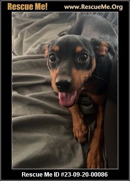 - California Miniature Pinscher Rescue - ADOPTIONS - Rescue Me!