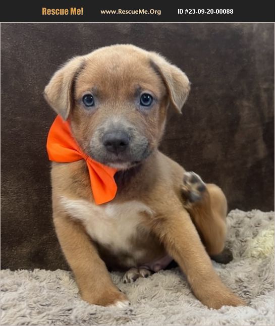 ADOPT 23092000088 ~ Border Collie Rescue ~ Fort Myers, FL