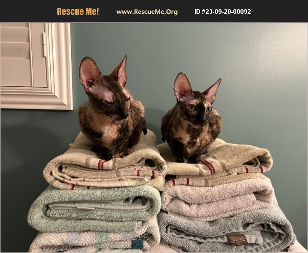 ADOPT 23092000092 ~ Cornish Rex Rescue ~ Fort Wayne, IN