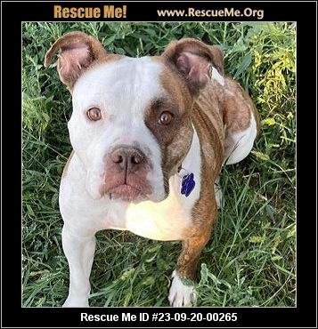 - Colorado Mutt Rescue - ADOPTIONS - Rescue Me!