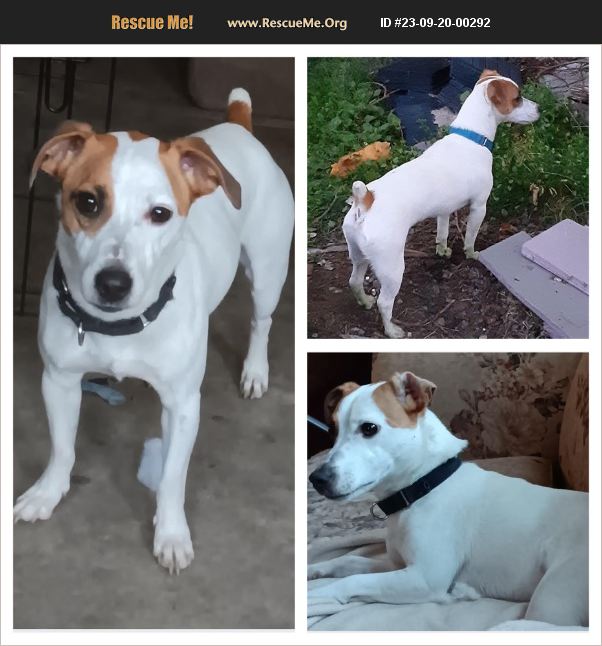 ADOPT 23092000292 ~ Jack Russell Rescue ~ Ohio