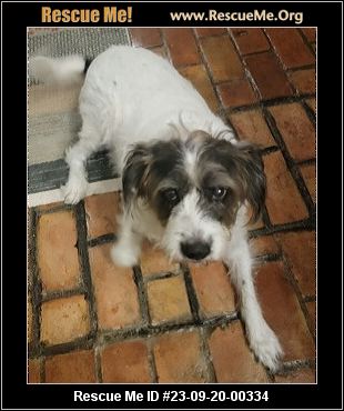 - New York Dog Rescue - ADOPTIONS - Rescue Me!