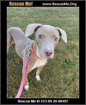 - Indiana Dog Rescue - ADOPTIONS - Rescue Me!