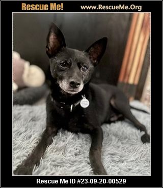 - California Schipperke Rescue - ADOPTIONS - Rescue Me!