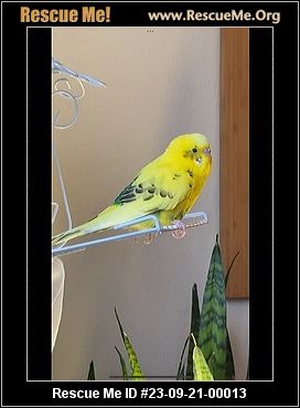 - Washington Pet Bird Rescue - ADOPTIONS - Rescue Me!