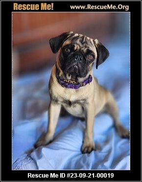 - California Pug Rescue - ADOPTIONS - Rescue Me!