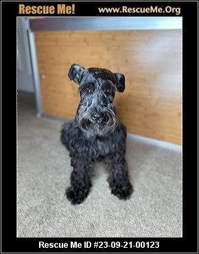 - Texas Schnauzer Rescue - ADOPTIONS - Rescue Me!