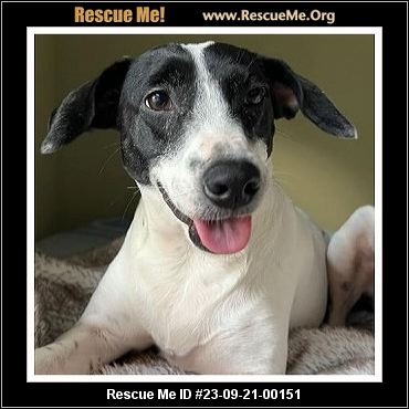 - Florida Jack Russell Rescue - ADOPTIONS - Rescue Me!