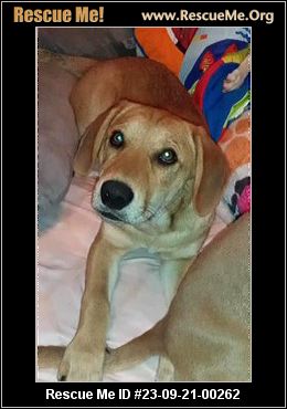 - Illinois Dog Rescue - ADOPTIONS - Rescue Me!