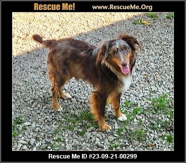 - Ohio Australian Shepherd Rescue - ADOPTIONS - Rescue Me!