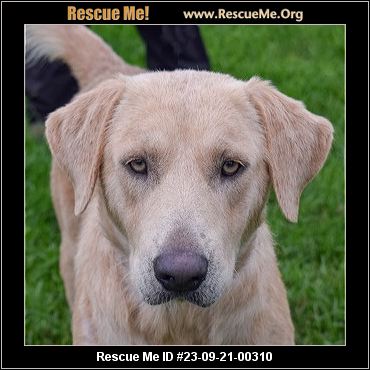 - Illinois Dog Rescue - ADOPTIONS - Rescue Me!