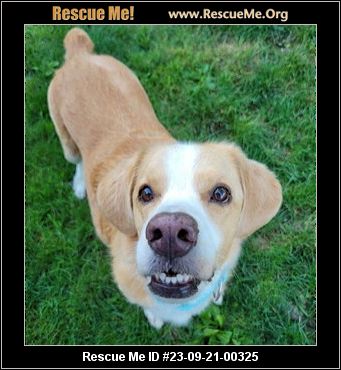 - Ohio Golden Retriever Rescue - ADOPTIONS - Rescue Me!