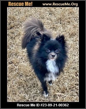 - Georgia Pomeranian Rescue - ADOPTIONS - Rescue Me!