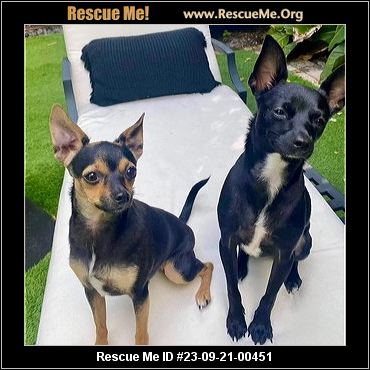 - Paw Patrol Animal Rescue and Sanctuary - Boca Raton, FL - AVAILABLE PETS