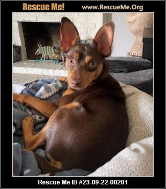 - California Miniature Pinscher Rescue - ADOPTIONS - Rescue Me!