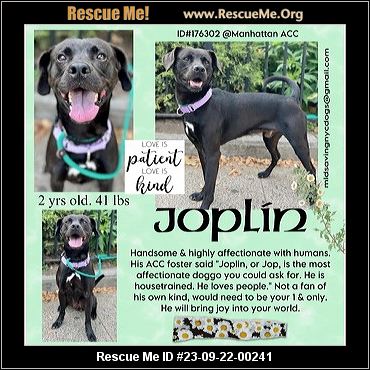 - New York Dog Rescue - ADOPTIONS - Rescue Me!
