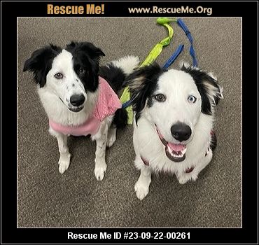- Florida Border Collie Rescue - ADOPTIONS - Rescue Me!
