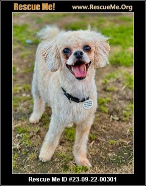 - California Poodle Rescue - ADOPTIONS - Rescue Me!