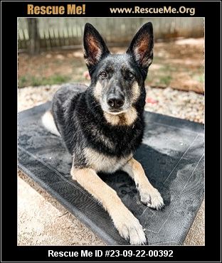 - Texas German Shepherd Rescue - ADOPTIONS - Rescue Me!