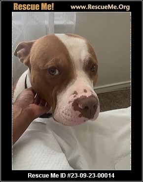 - Texas Pit Bull Rescue - ADOPTIONS - Rescue Me!