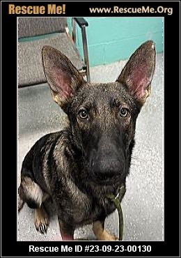 - Texas German Shepherd Rescue - ADOPTIONS - Rescue Me!